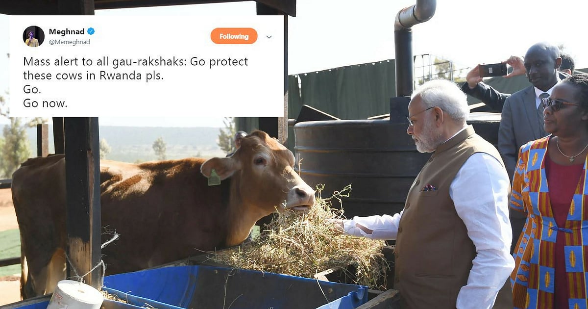 Modi in Rwanda: PM Narendra Modi to Gift 200 Cows to Beef-Eating Nation ...