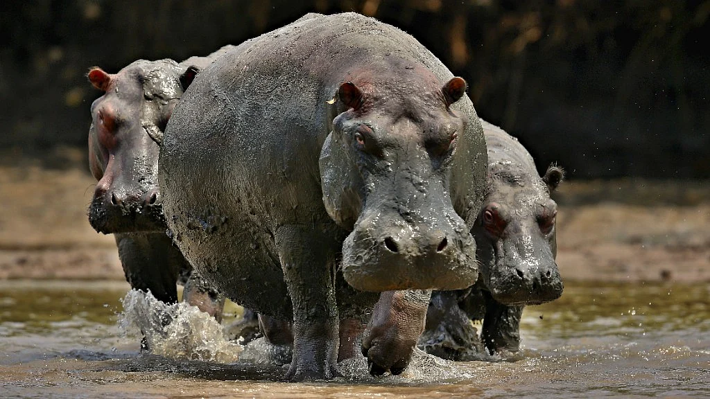 Two, Including Chinese Tourist, Killed in Kenya Hippo Attack