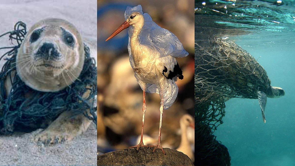 Is Our Dependence on Plastic Worth the Threat to Marine Animals?