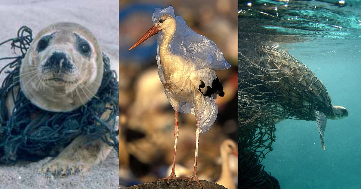 Is Our Dependence on Plastic Worth the Threat to Marine Animals?