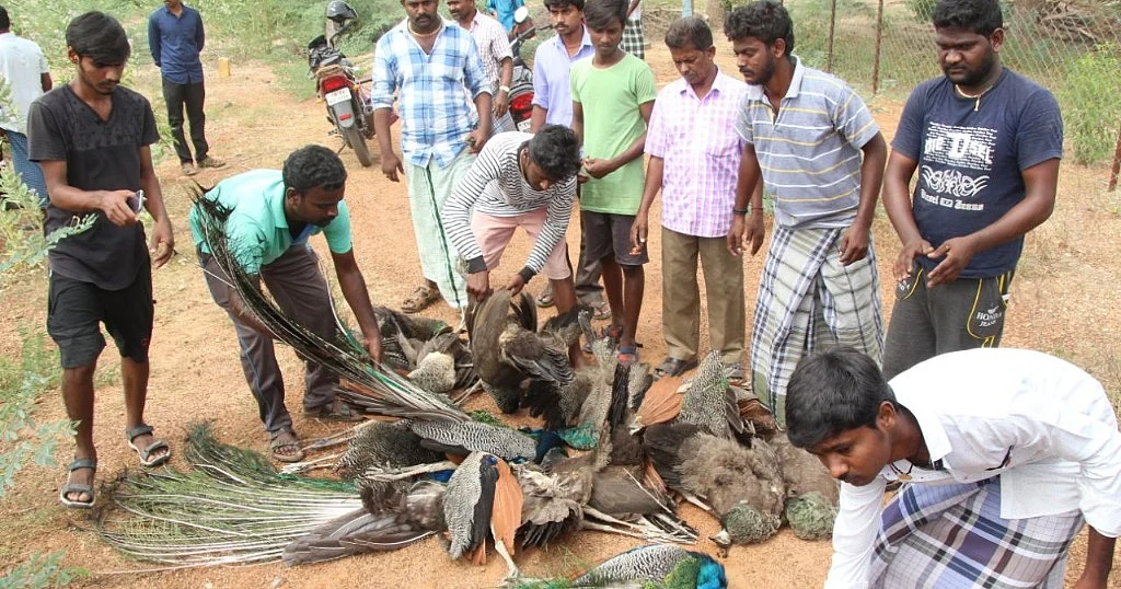 43 Peacocks Found Dead In Madurai Suspect Poison Laced Grains
