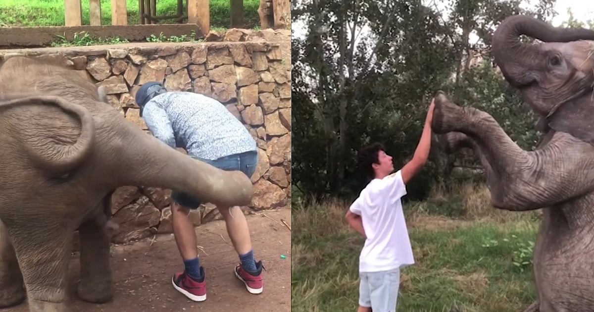 Elephant Tricks and Relationship With Humans