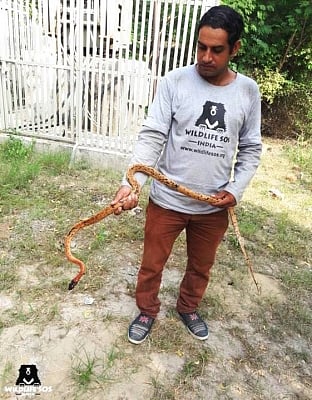Six-foot-long snake visits forest conservator's office
