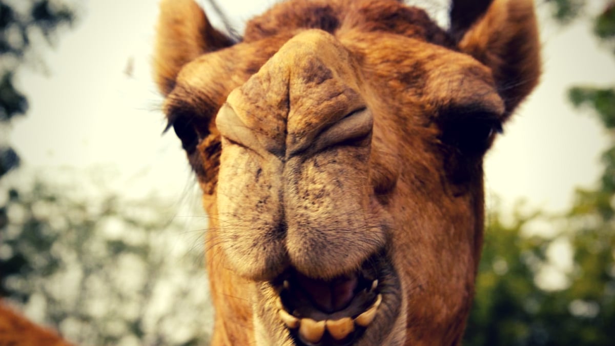 Camel News: Latest Camel News, Top Stories, Articles, Photos, Videos ...