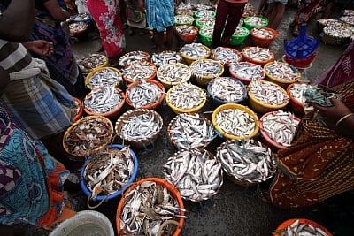 Bihar lifts Andhra fish ban