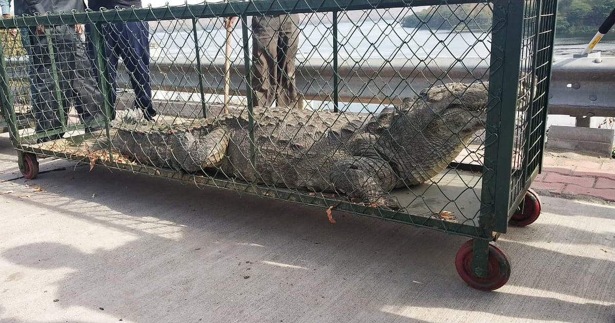 Gujarat government ordered translocation of around 300-500 crocodiles ...