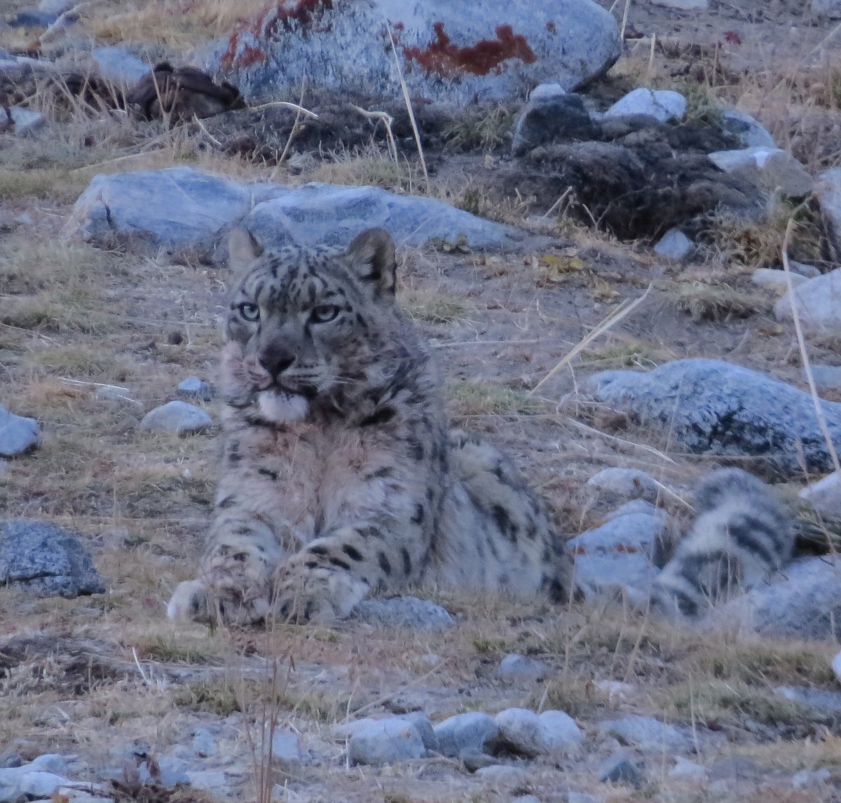 Leh-Ladakh Travelogue: Watching a Snow Leopard