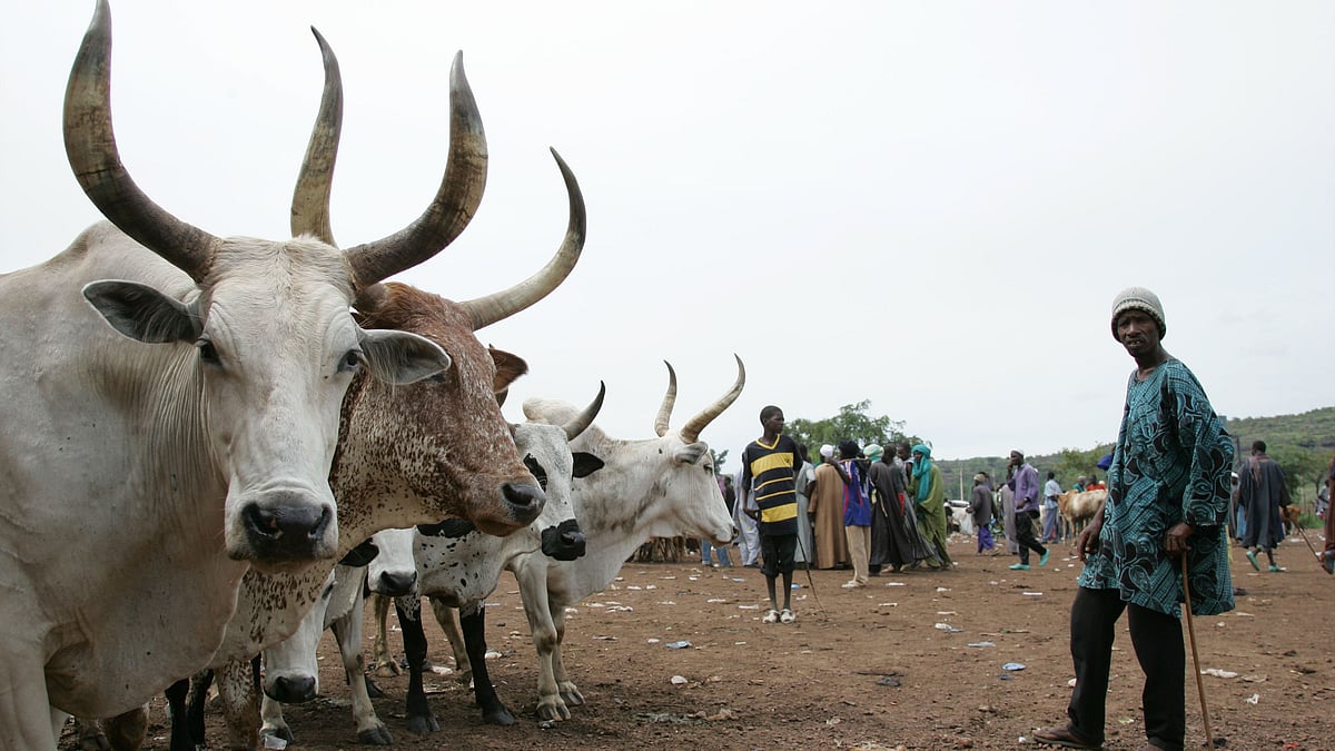 Nigeria’s Herder-Farmer Conflict Is Taking On Religious Undertones
