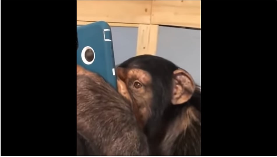 Instagram-Scrolling Chimp Goes Viral, Here’s The Science Which Explains ...