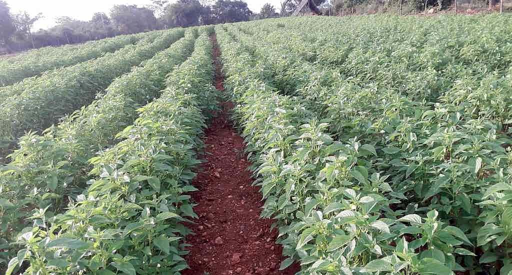 Chia Seeds Earn Bumper Incomes for Mysuru Farmers