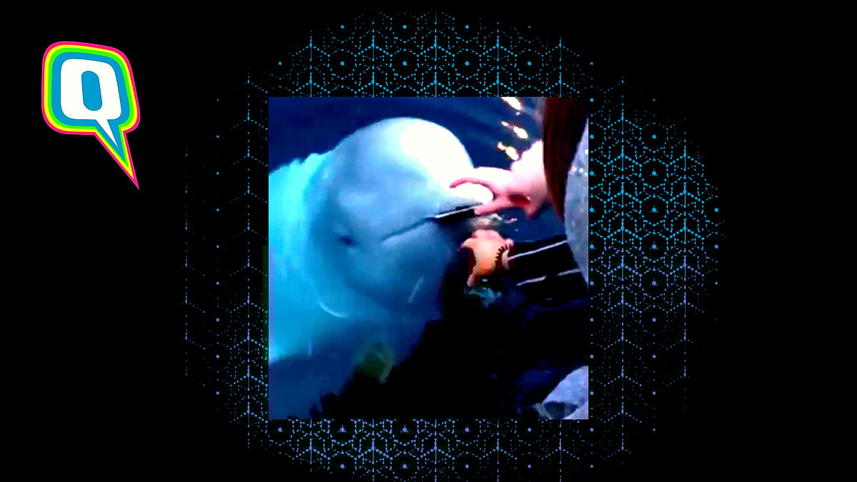 Beluga Whale Playing Fetch Turns Internet Sensation After Returning ...