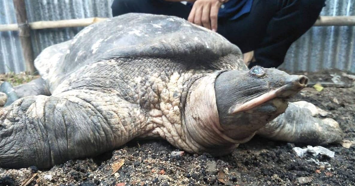 #GoodNews: Assam Temple Helps Bring Back Extinct Turtle Species
