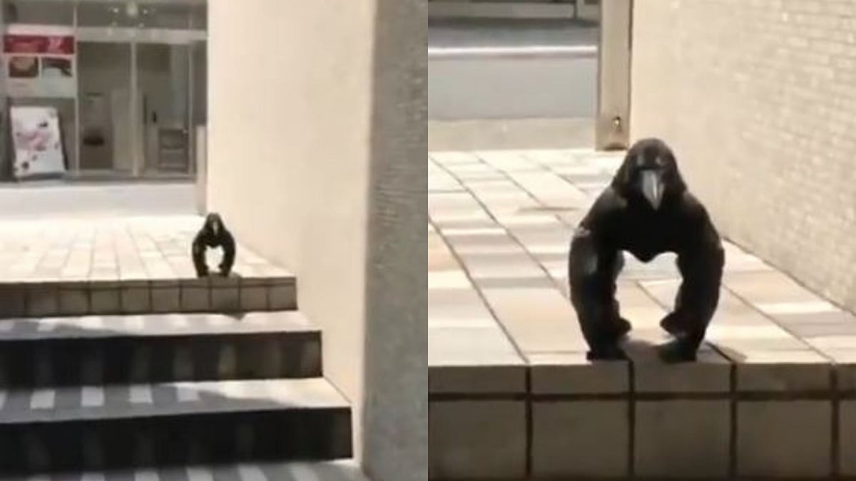 Is ‘Crowilla’ for Real?: Video of a Crow-Gorilla ‘Hybrid’ Goes Viral ...