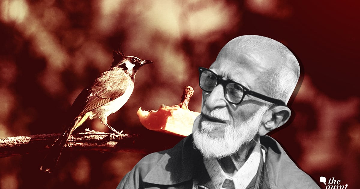 Honour India’s ‘Birdman’ Salim Ali, Stop Bait-Photography