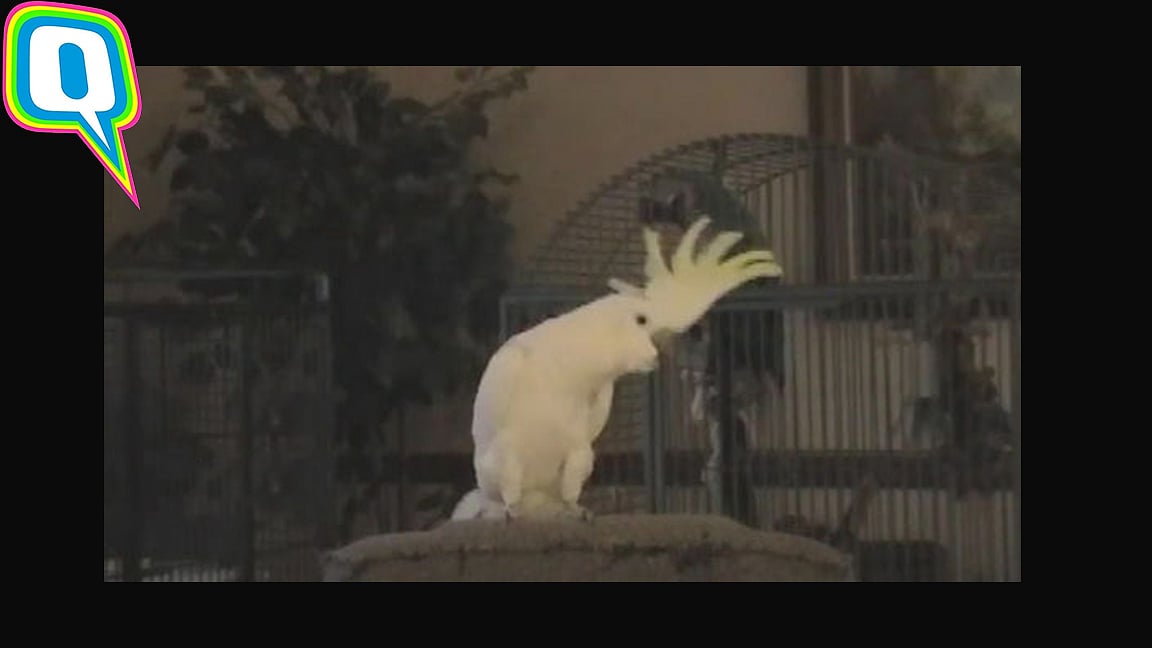 Snowball The Dancing Cockatoo Has Over 14 Dance Moves