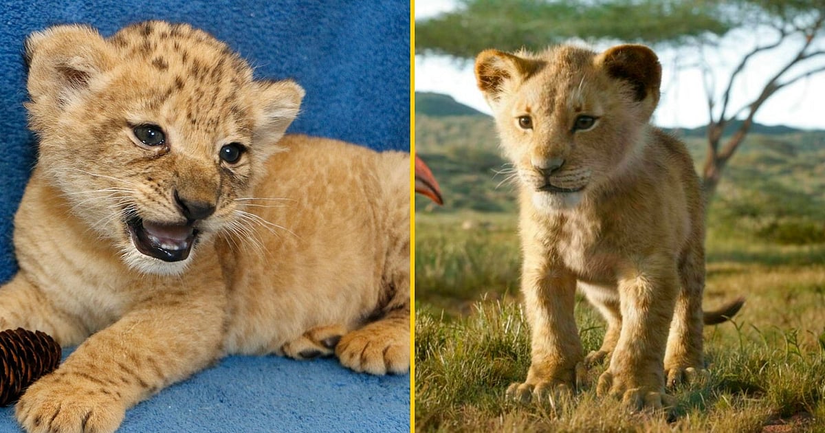 Meet the Real Life Lion Cub Who Inspired Simba In Jon Favreau’s ‘The ...