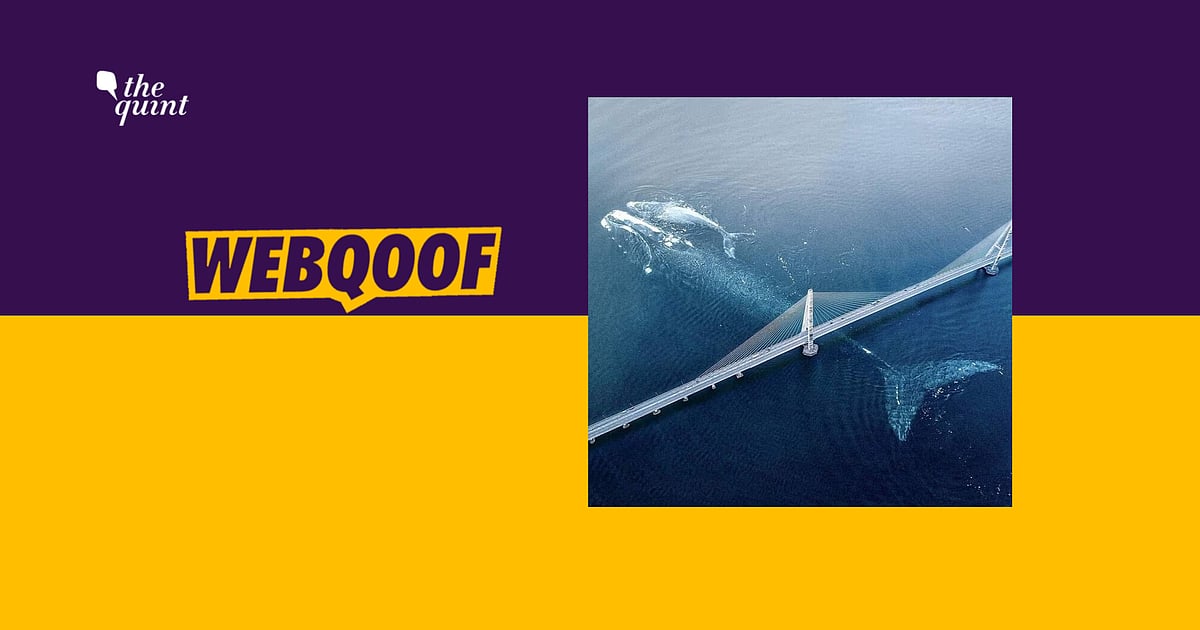 Largest Blue Whale Caught on Camera Fact Check: Digital Creation Passed ...