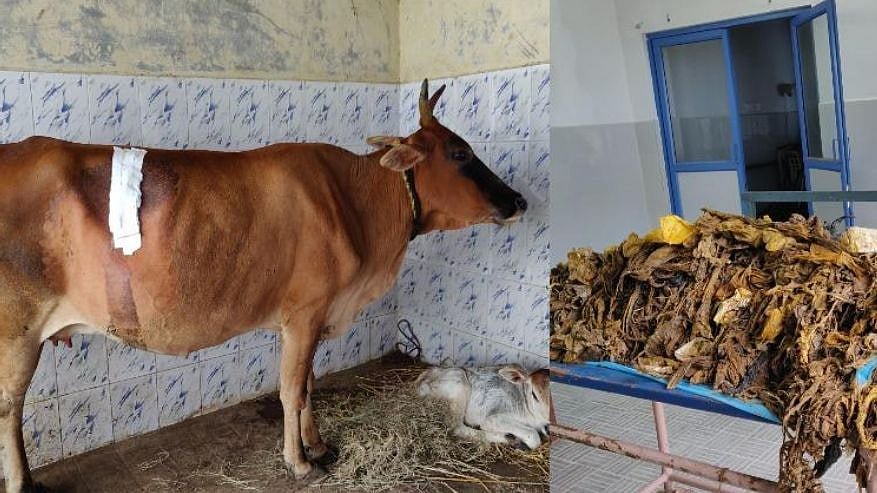 After 5 Hrs of Surgery, 52 Kg Plastic Removed from Cow in Chennai