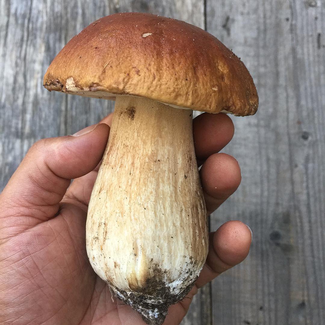 Tushar Atre: Tale of a Millionaire Turned Mushroom Forager
