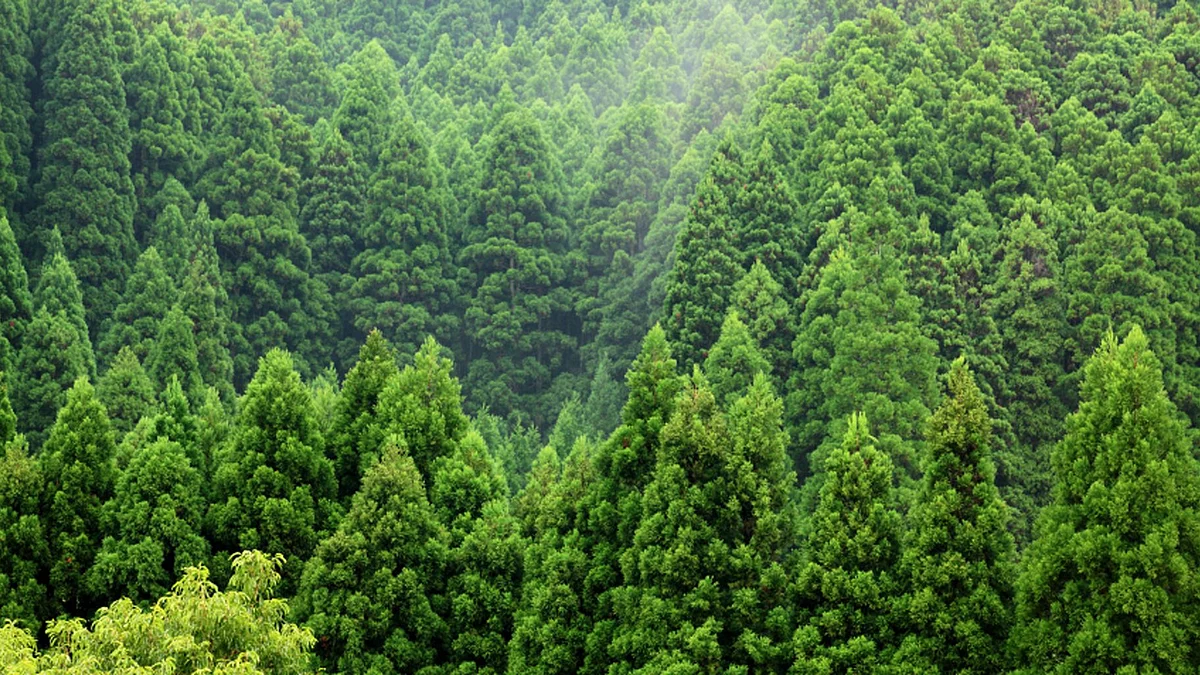 Forest, Tree Cover in India Rose by 2,261 Sq Km in Last 2 Years: ISFR ...