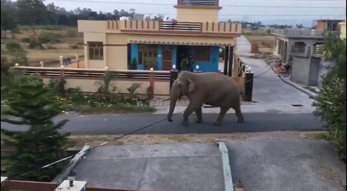 COVID-19: Animals Take Over Streets as Humans Stay Indoors Amid Lockdown