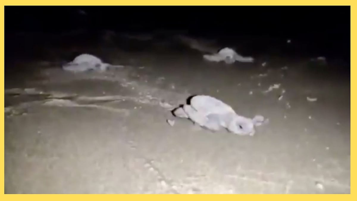 Olive Ridley Turtles Are Seen Emerging From The Waters At Goa’s Morjim ...