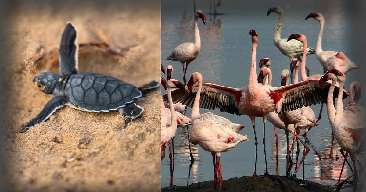 Video | Flamingos Turn Mumbai Pink, Olive Ridley Turtles Make Way to ...