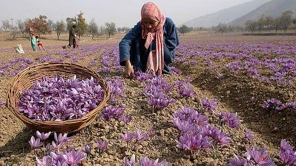 Kashmiri Saffron Flower Bulbs | Best Flower Site