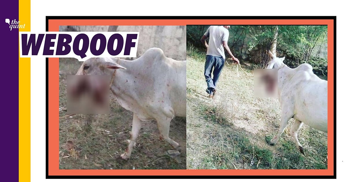 Fact Check of Viral Images of Cow Injured in Himachal Pradesh: Cow in ...