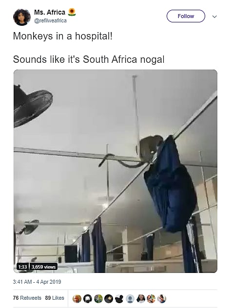 Fact check of Monkeys in Indian Hospital: Old Video from South Africa ...