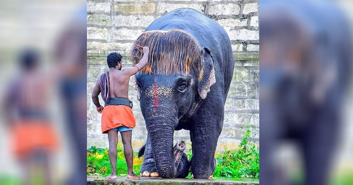 Sengamalam Elephant Bob Cut Hairstyle: Elephant ‘Bob-Cut Sengamalam ...