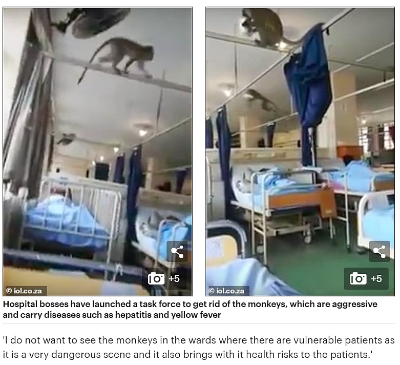 Fact check of Monkeys in Indian Hospital: Old Video from South Africa ...