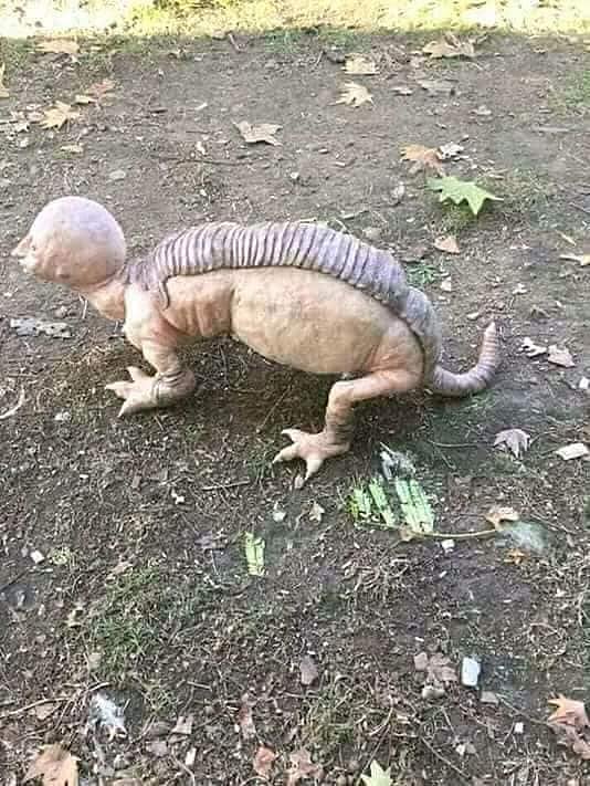 Fact-Check: ‘Alien’ Creature Spotted in India? No, It’s a Silicone ...