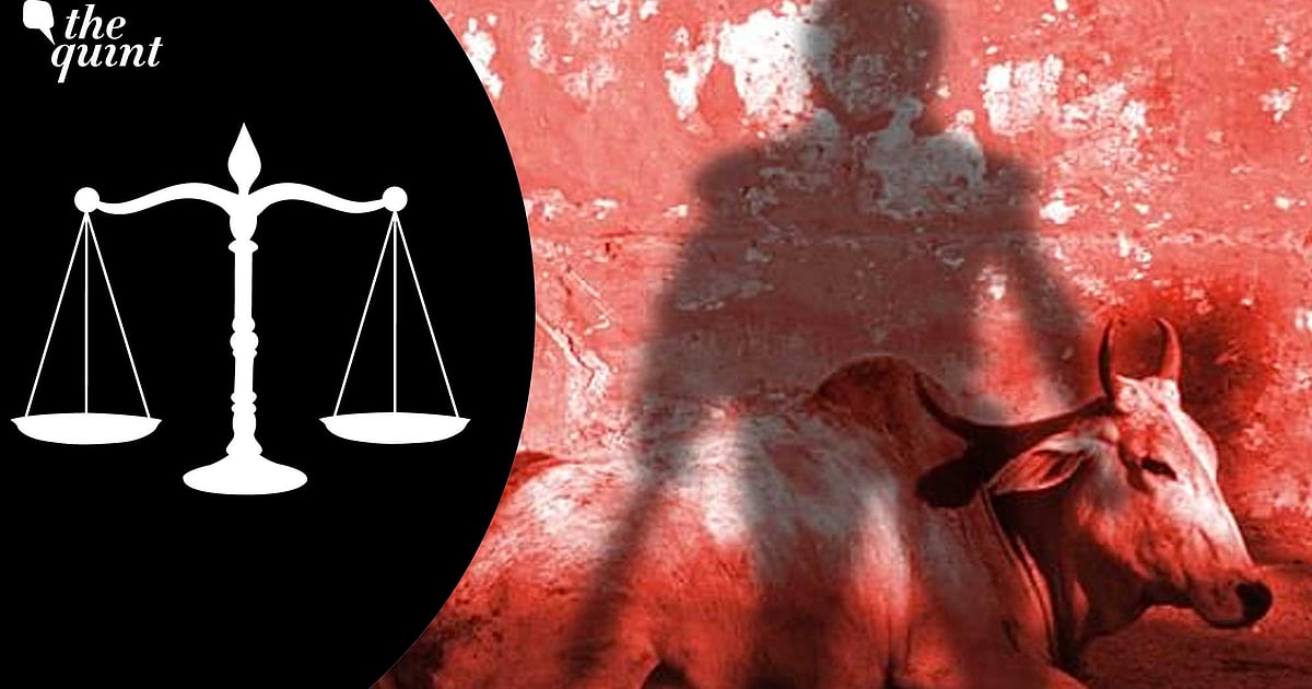 Are India’s Cow Protection Laws Really Serving Their Purpose Or Being ...