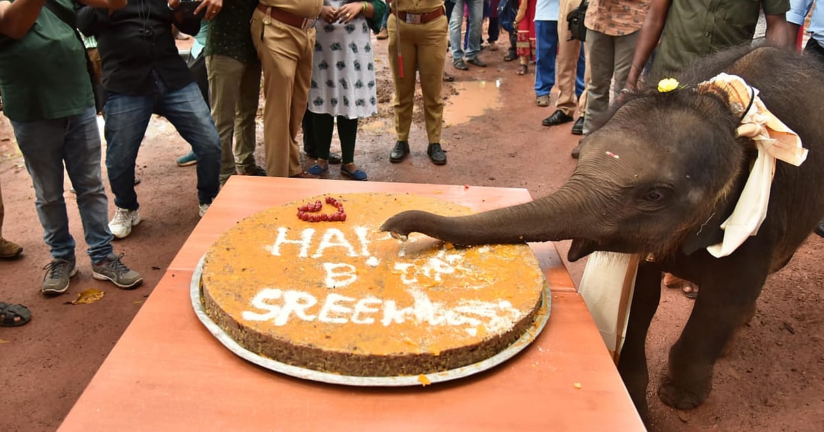 This 1-Year-Old Elephant Celebrating Her B’Day Is Adorable AF