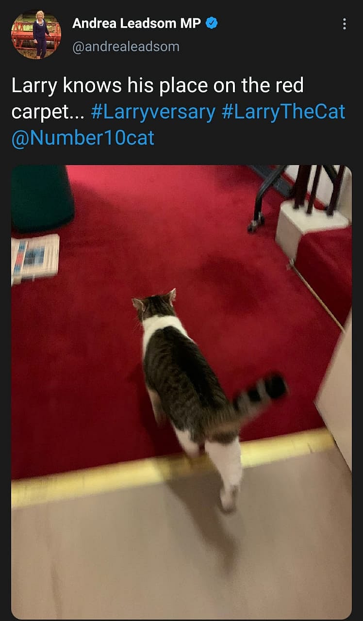 Twitter Celebrates #Larriversary for Tomcat Larry in Office in London