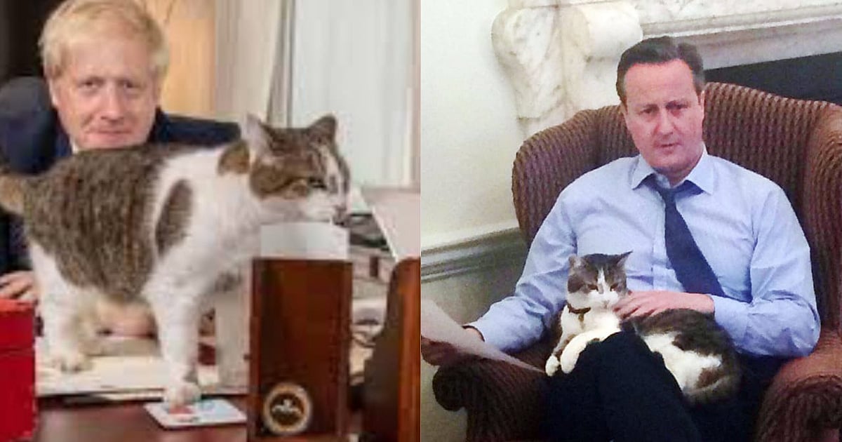 Twitter Celebrates #Larriversary for Tomcat Larry in Office in London