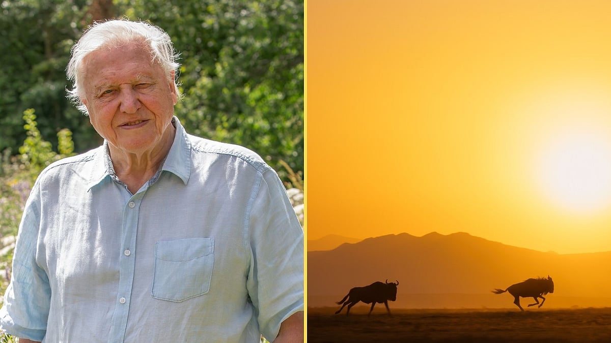 Exclusive: Sir David Attenborough on Importance of Sony BBC Earth's 'A ...