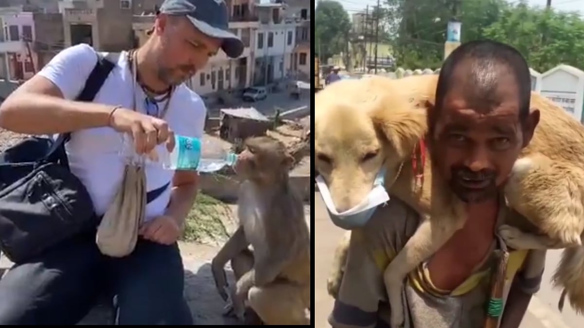 Two Videos of Men Helping Animals During the Pandemic Will Tug at Your ...