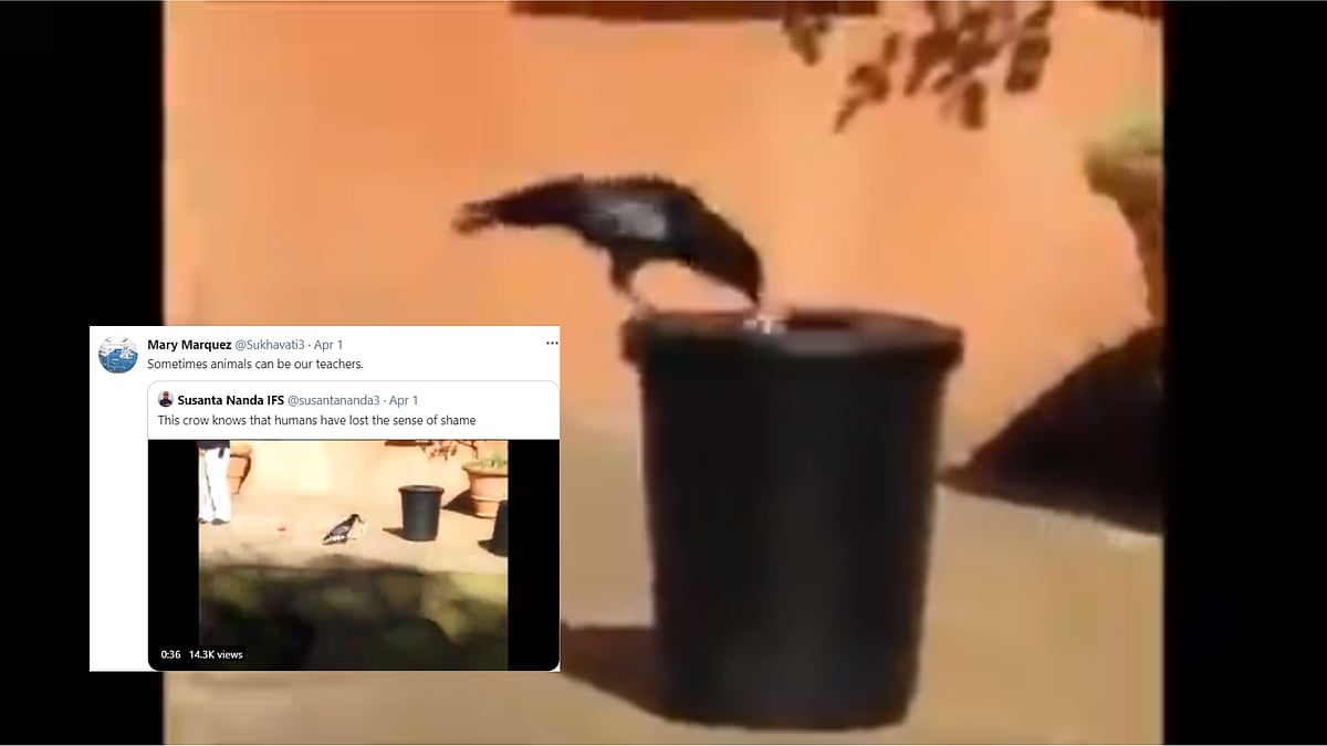 Viral Video Shows Crow Picking up Litter and Disposing It in the Trash