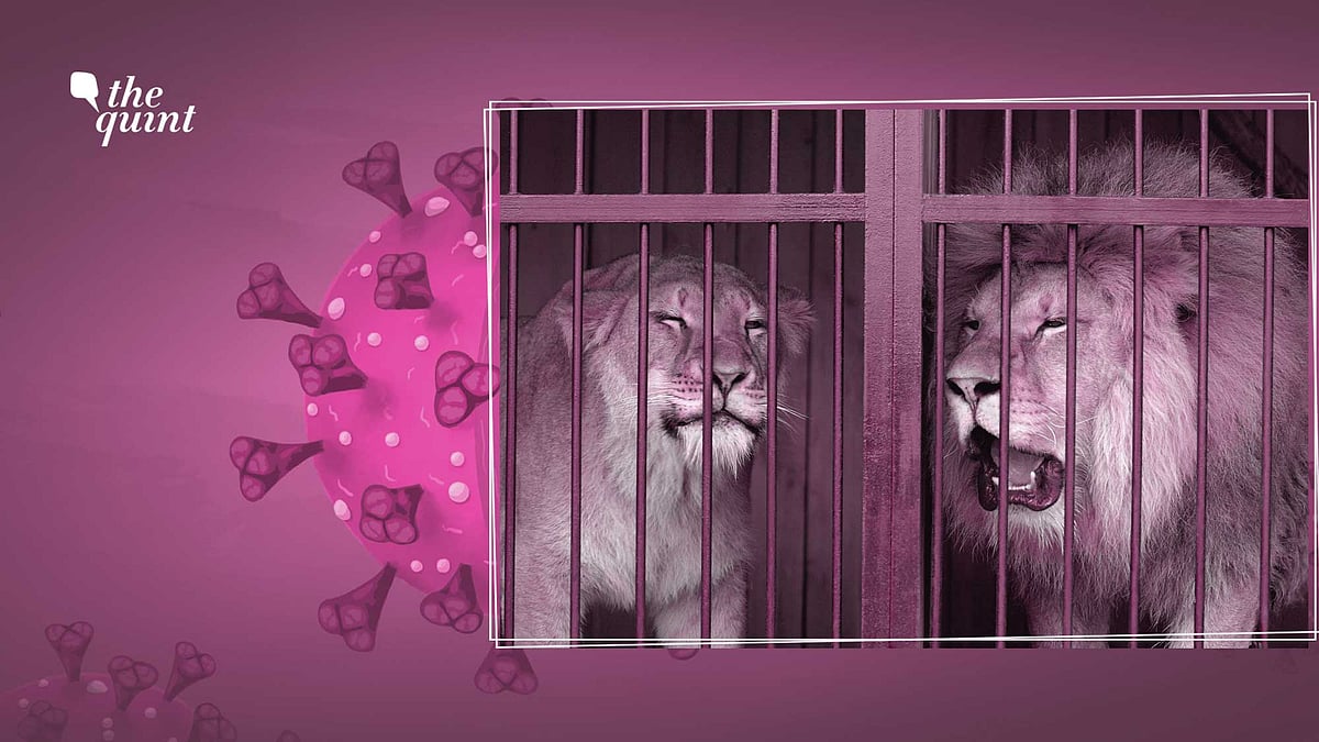 COVID Death of a Chennai Lioness Neela Exposes Animal Vulnerability