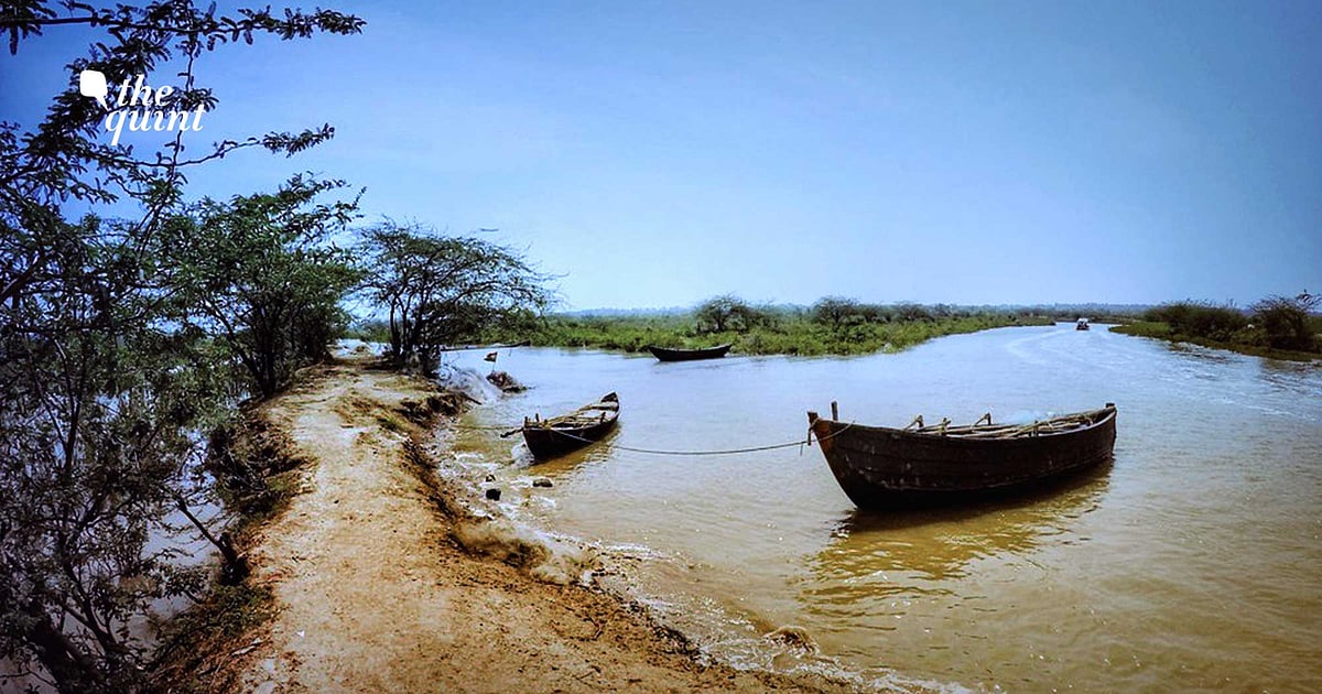 Orissa’s Mangrove Forests Are in Grave Peril. We Must Protect Them