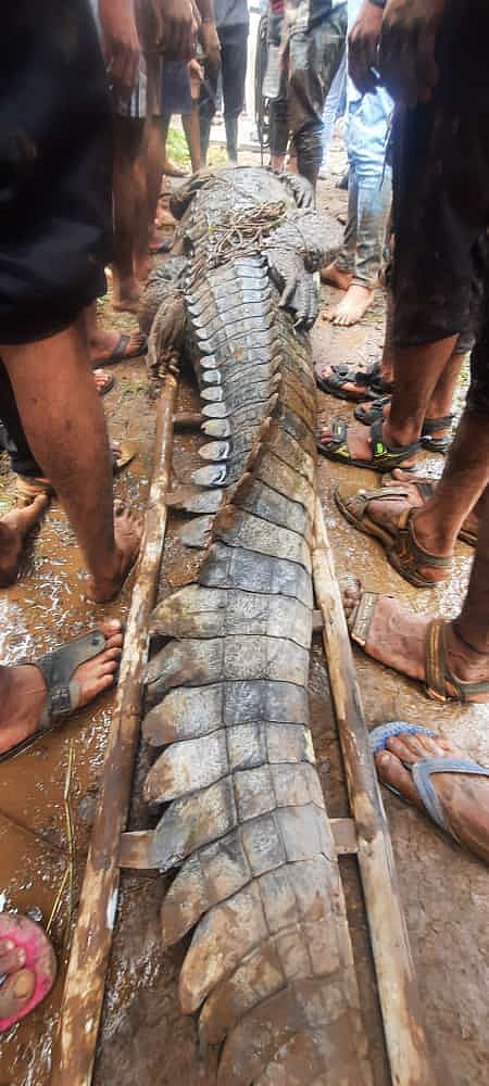 Maharashtra Floods: Visuals of Crocodiles Emerge from Inundated Villages