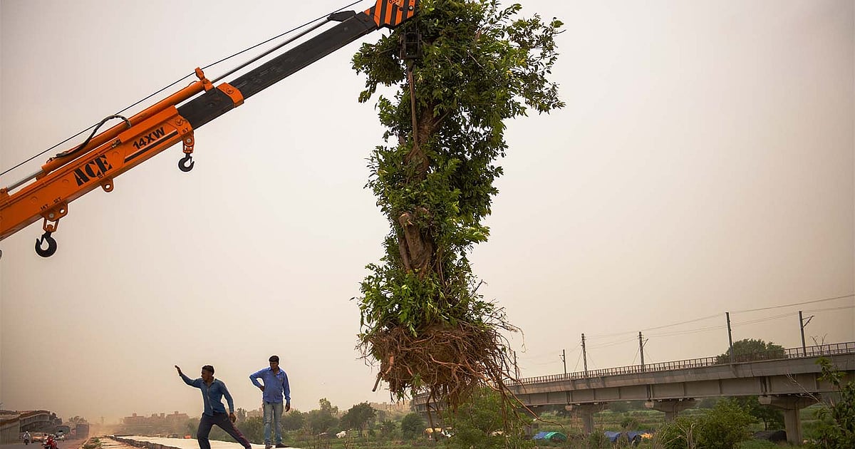 Just 37 Percent Transplanted Trees Survived in Delhi in 2021-22: Forest ...