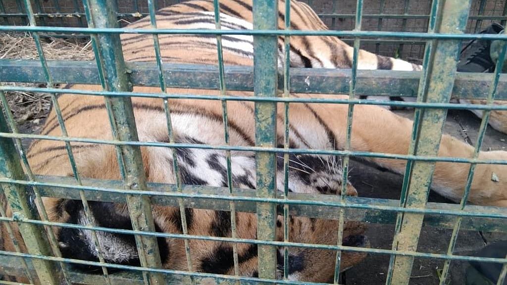 After 22-Day Hunt, T-23 Tiger Captured by TN Forest Officials Near Nilgiris