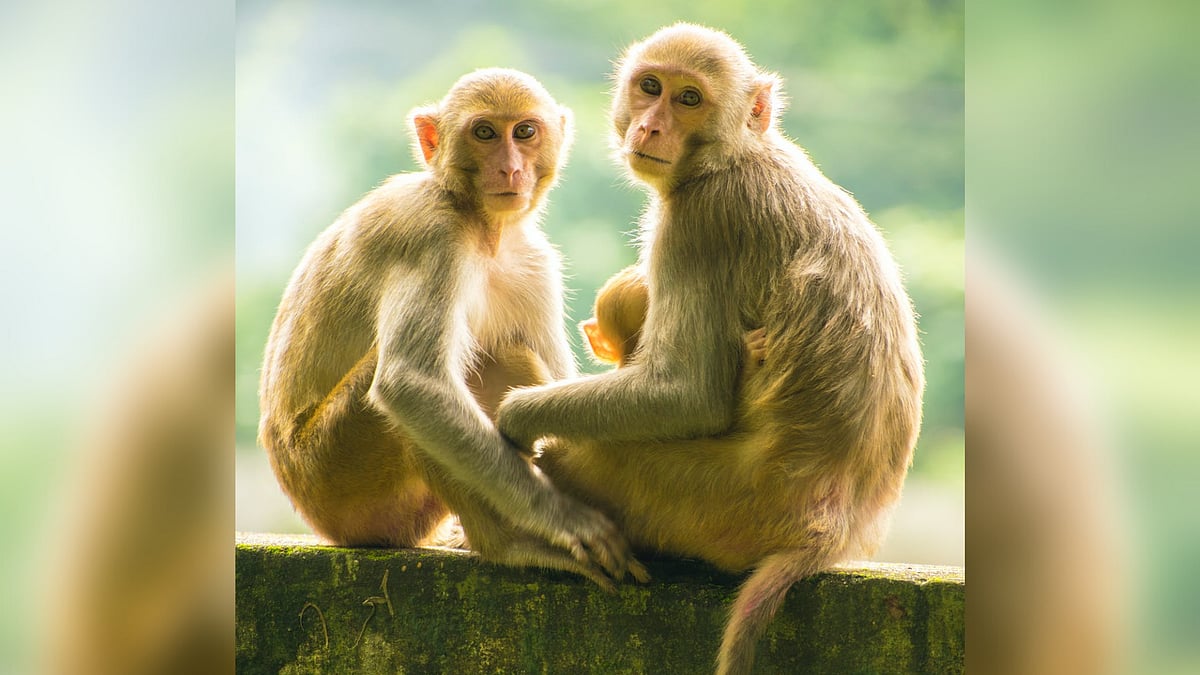 'It's Raining Money!': Wild Monkey Steals Rs 1 Lakh Wrapped In A Towel ...