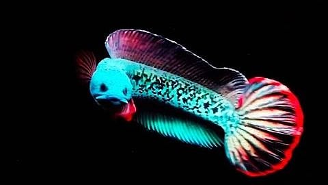 Rare Ornamental Fish From Assam on the Brink of Extinction