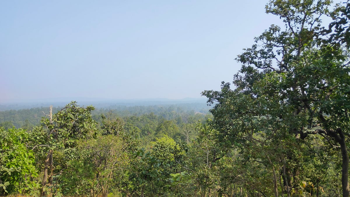 Biodiversity report on Hasdeo Arand Forests concealed while giving ...
