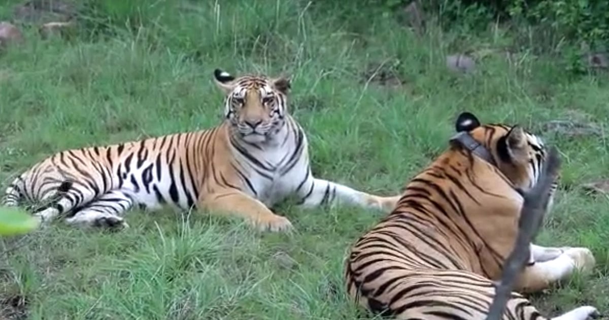 MP: Panna Tiger Reserve’s Radio-collared Tiger Heera Found Dead, De-skinned