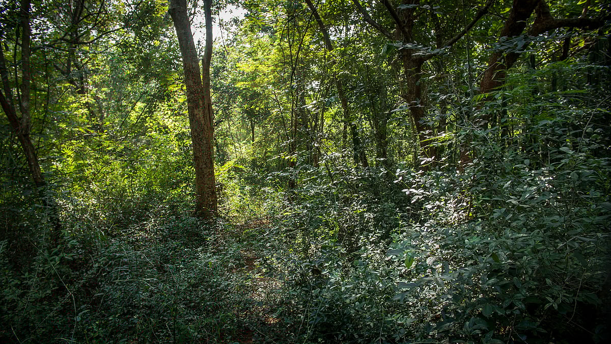 India 11% Behind 2022 Target for Forest Cover; Forest Cover Lost in 11 ...